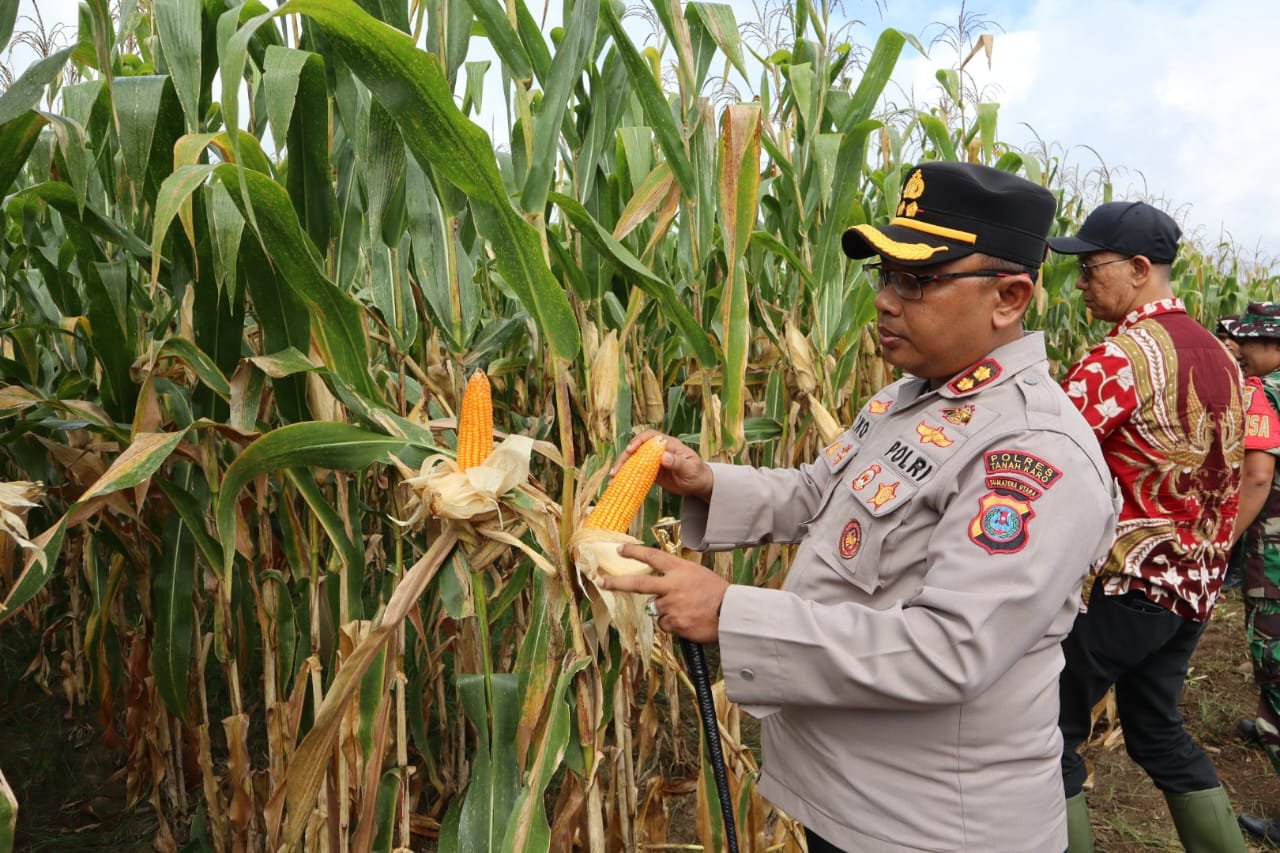 Panen Raya Jagung Serentak di Desa Perbesi, Kapolres Tanah Karo : Langkah Nyata Menuju Lumbung ...